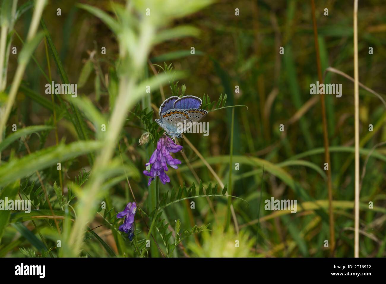 Plebeius argyrognomon Family Lycaenidae Genus Plebejus Reverdin's blue ...