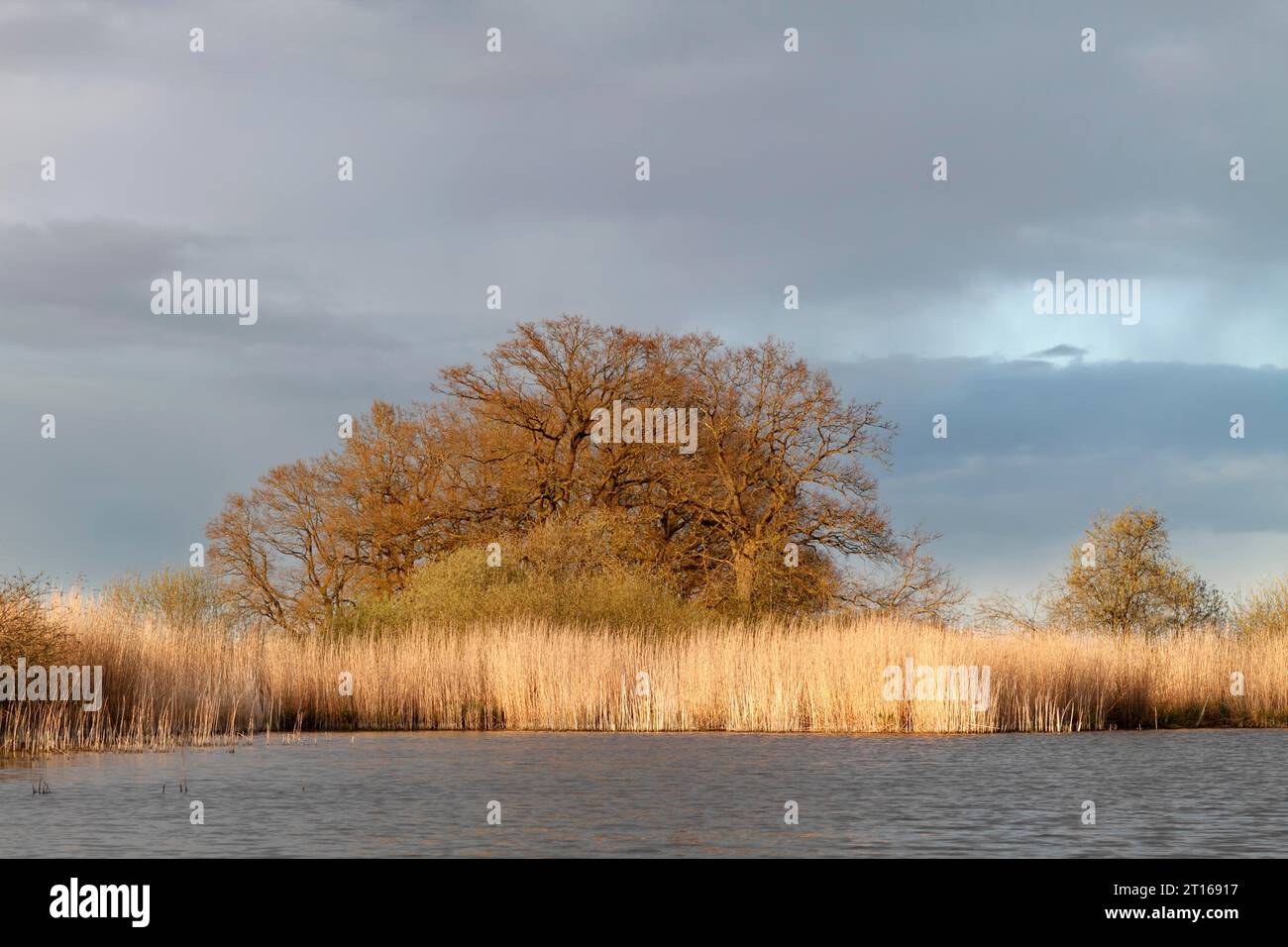 Willow trees, oak trees in spring with reeds on the banks of the Peene ...