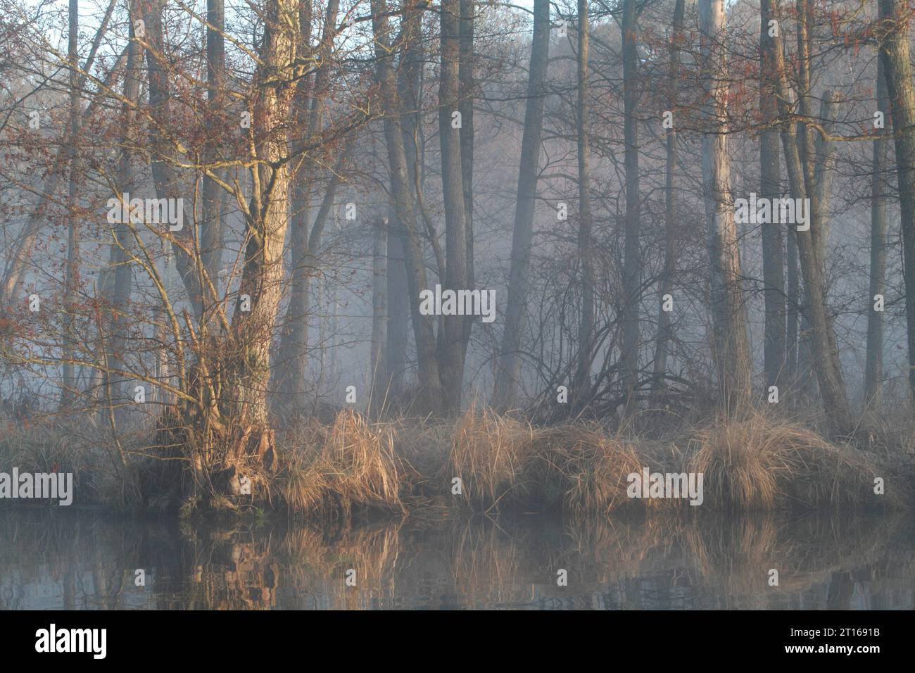 Alder forest with deadwood in the fog on the Peene, breeding habitat of ...