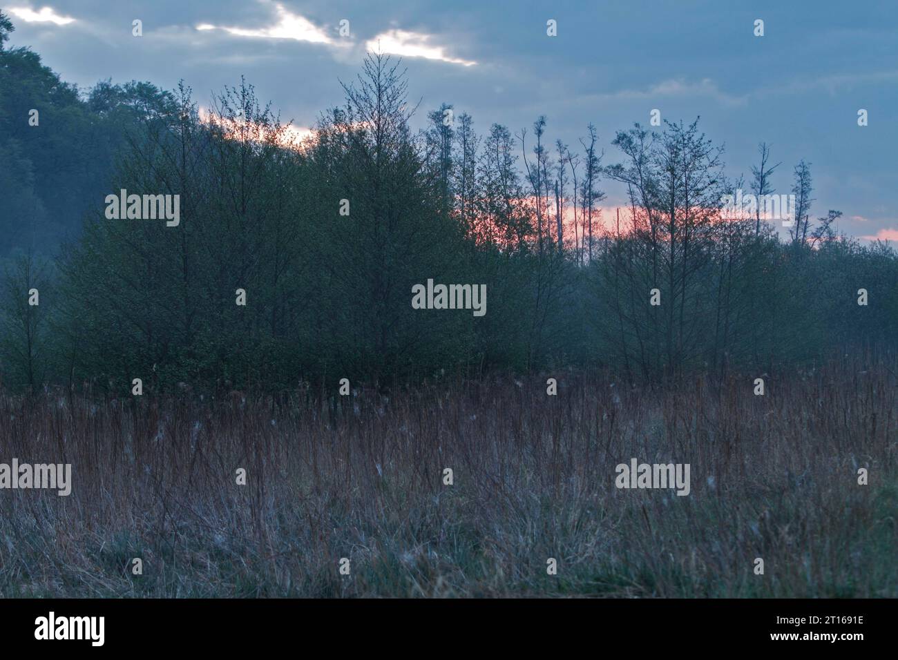 Young alder marsh forest on the Peene at sunrise, vegetation succession ...