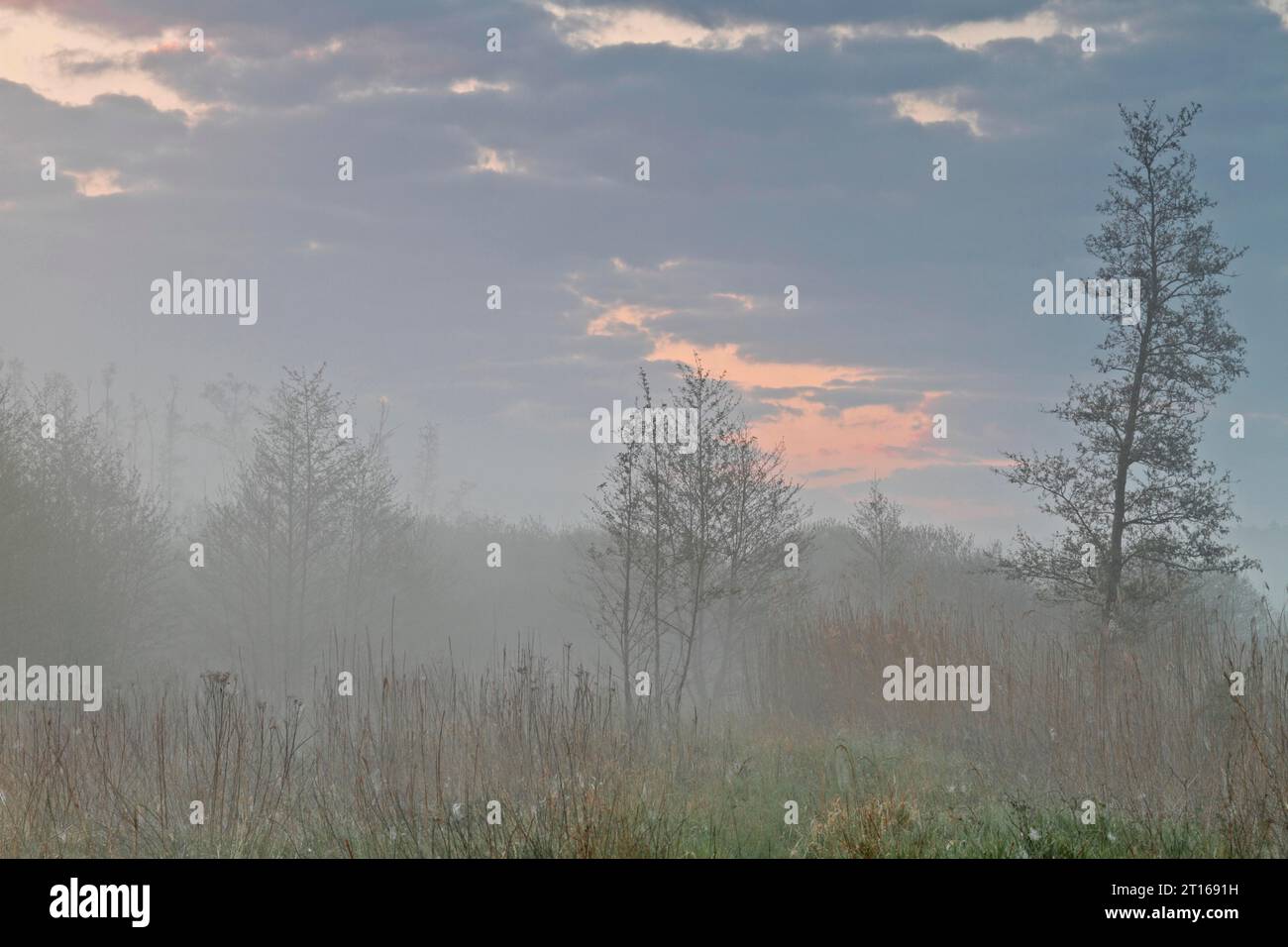 Young alder forest in the fog on the Peene at sunrise, vegetation ...