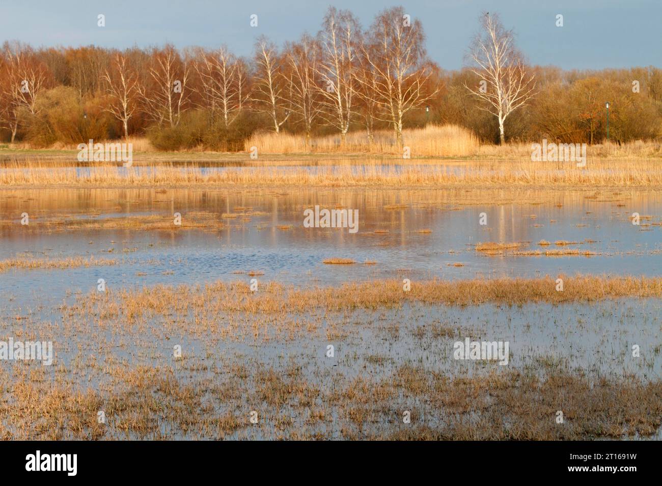 Polder, dammed meadow, rewetting, breeding site for rare bird species ...