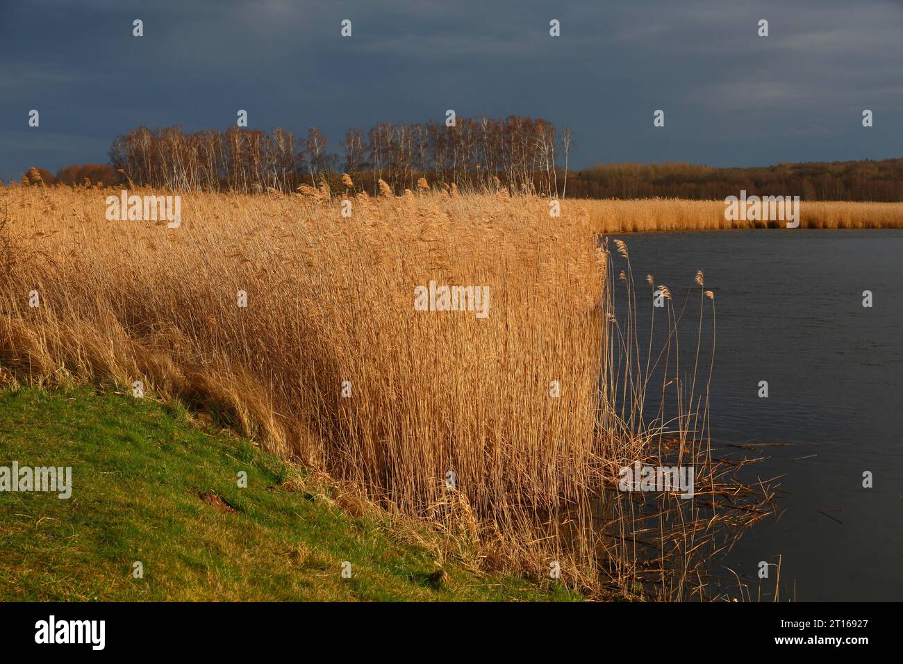 Reed belt, breeding habitat for rare birds, Peene Valley River ...