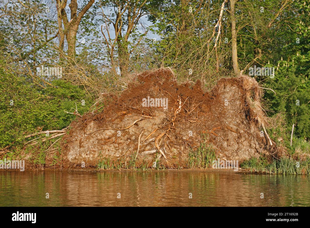 Root ball of a fallen tree, breeding habitat for the common kingfisher ...