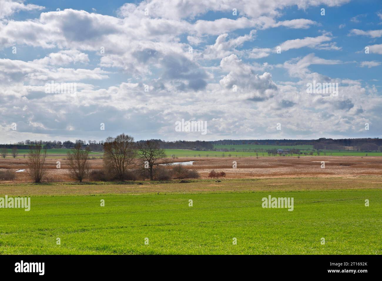 Reed stand on the Trebel River, breeding habitat for rare bird species ...