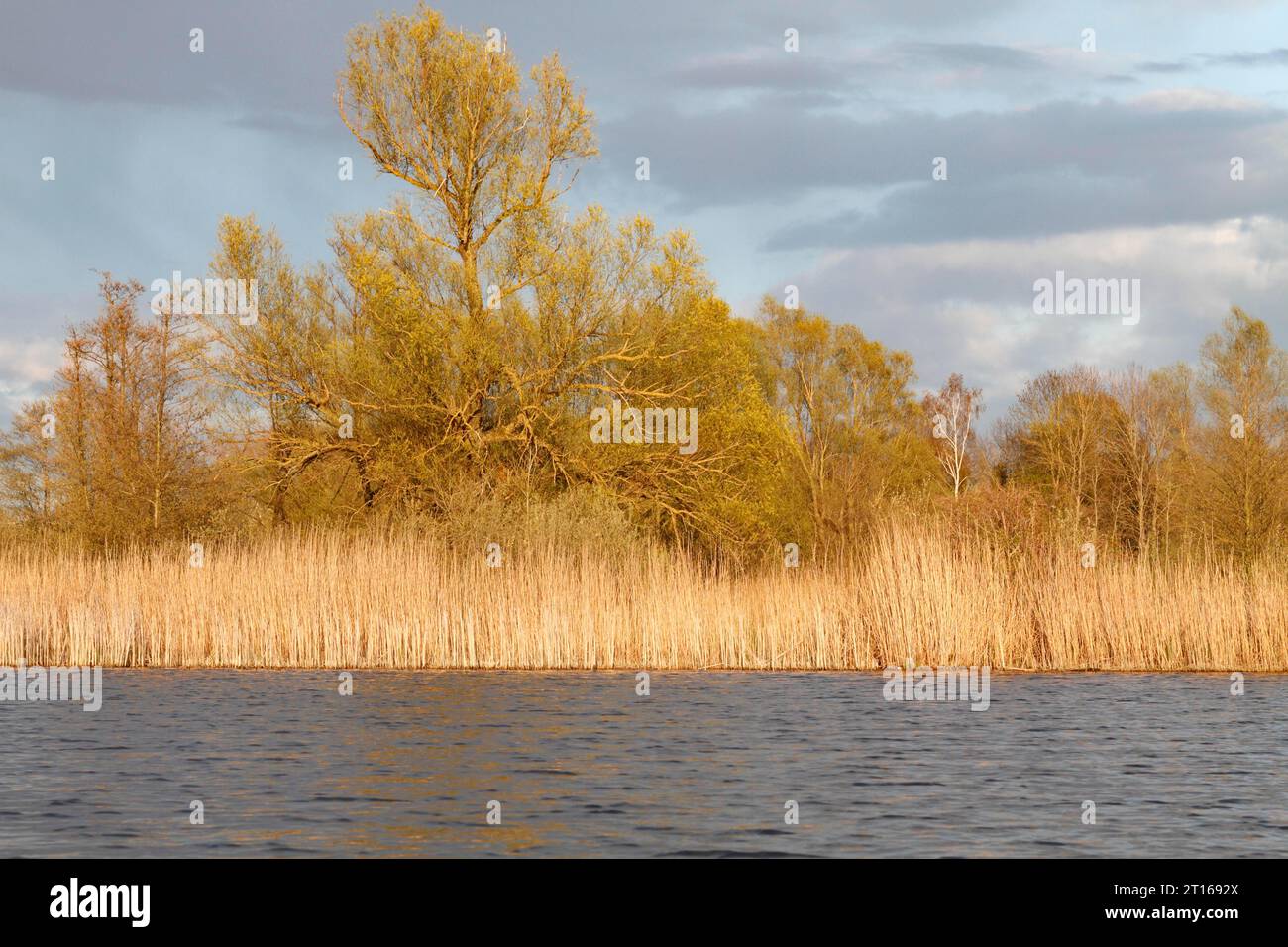 Willow trees in spring with reeds on the banks of the Peene River ...