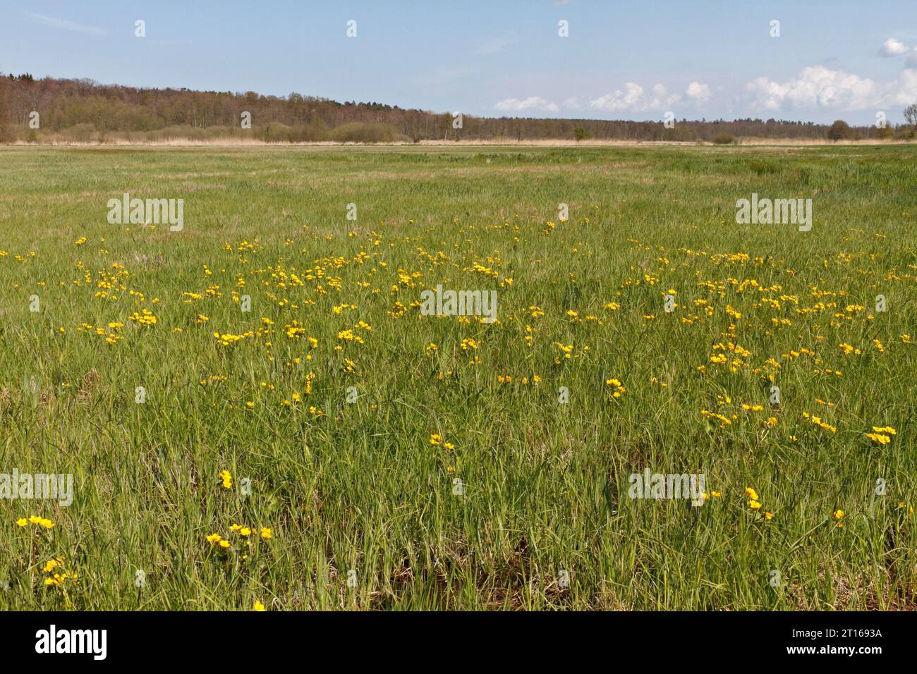Wet meadow, breeding habitat for rare bird species, site for rare ...