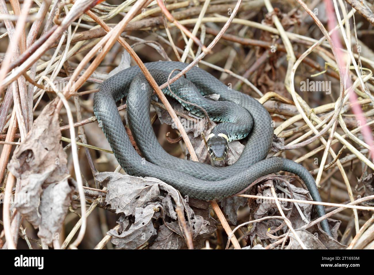 Grass snake (Natrix natrix) sunbathing, Peene Valley River Landscape nature park Park ...
