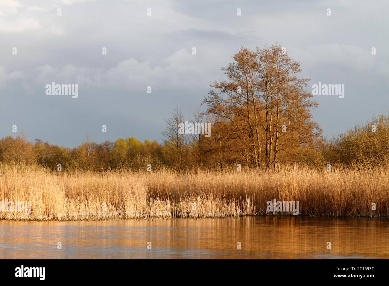 Alder trees in spring with reeds on the banks of the Peene River, Peene ...