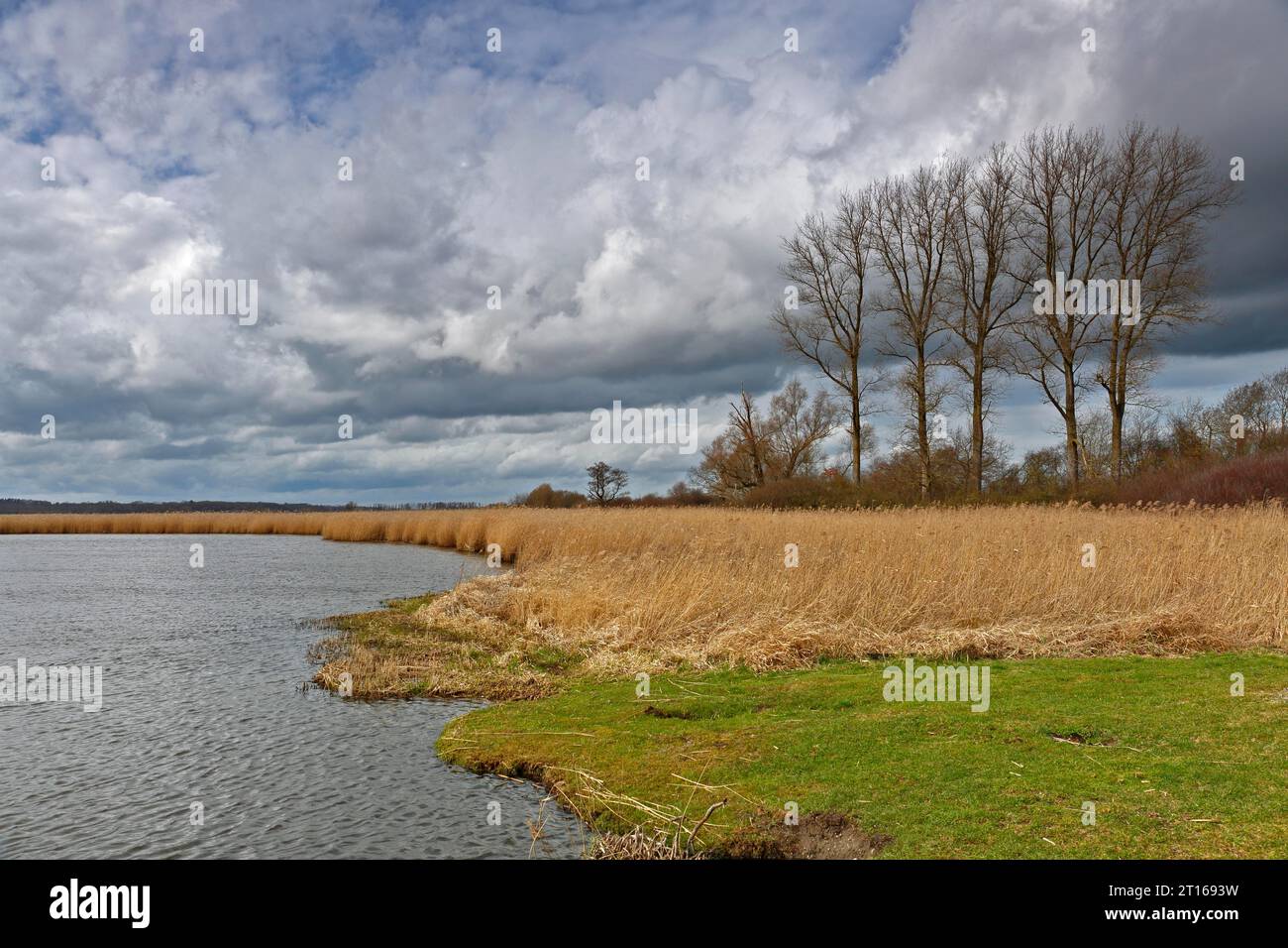 Gallery of poplar trees on the Trebel River, reed stand on the bank ...