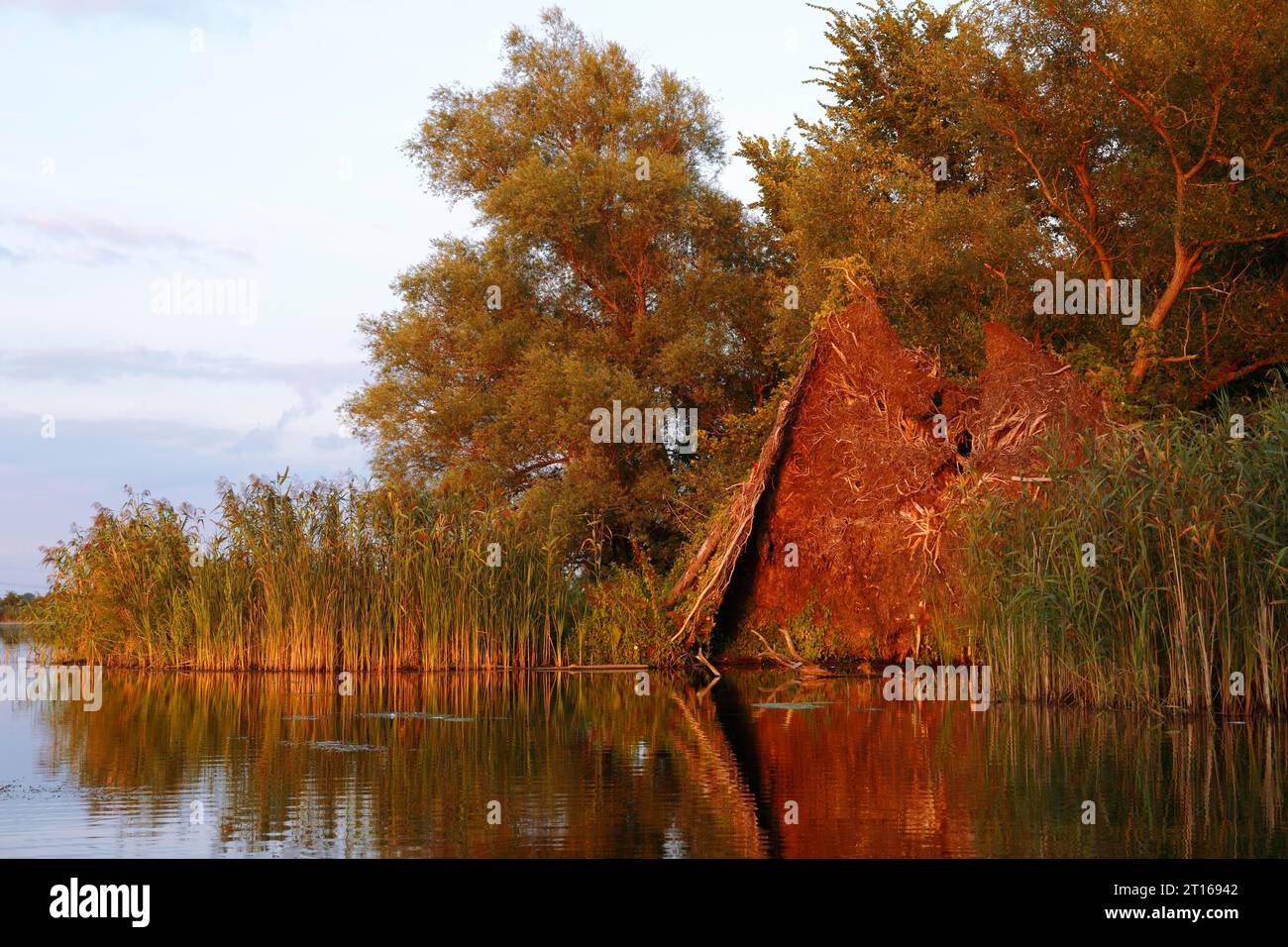 Root ball of a fallen tree, breeding habitat for the common kingfisher ...