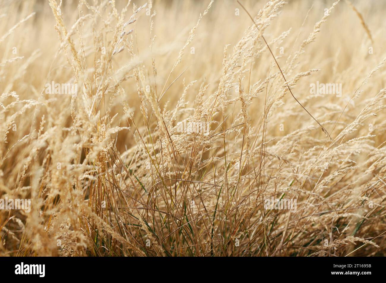 Grass waving in the wind Stock Photo - Alamy
