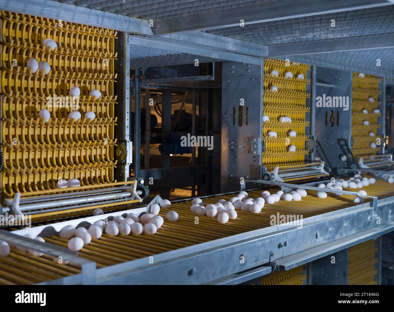 Waterfall type egg collection system. Fully automatic egg collection ... Waterfall type egg collection system. Fully automatic egg collection ...