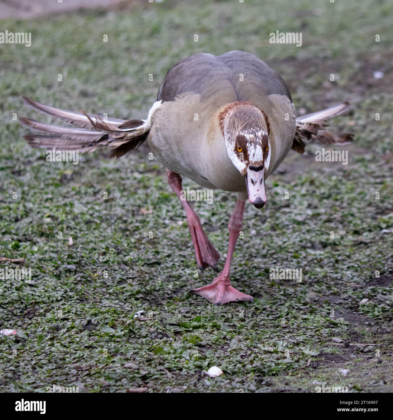Goose with deformed wings due to eating too much bread as a gosling ...