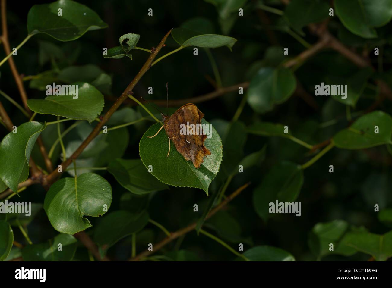 Polygonia c-album Family Nymphalidae Genus Polygonia Comma butterfly ...