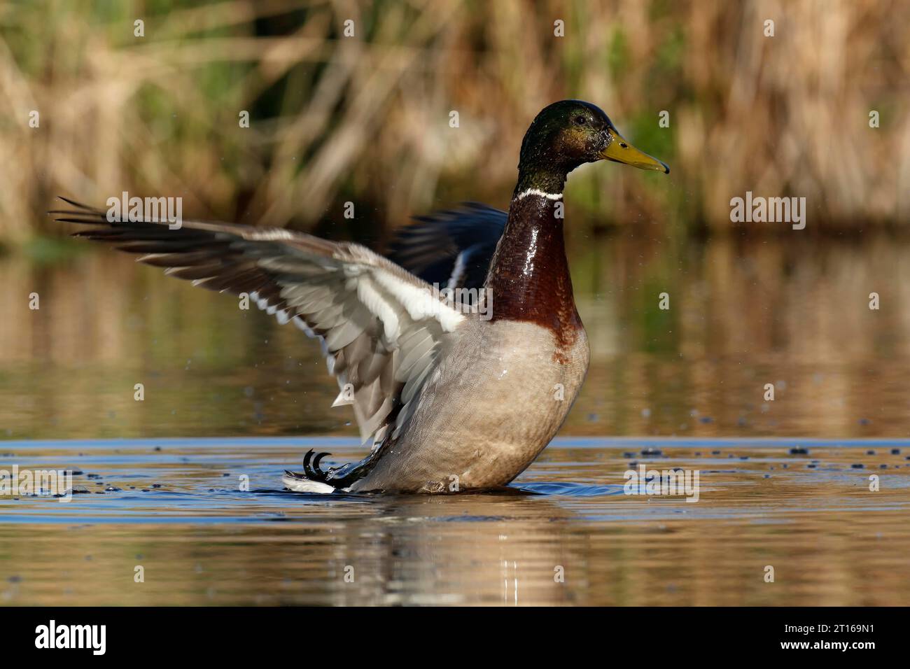 Mallard (Anas platyrhynchos), drake spreading its wings, Peene Valley ...