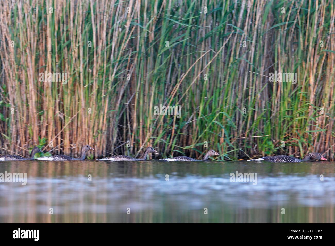 Greylag Goose (Anser anser), adult bird with juveniles, watchful ...