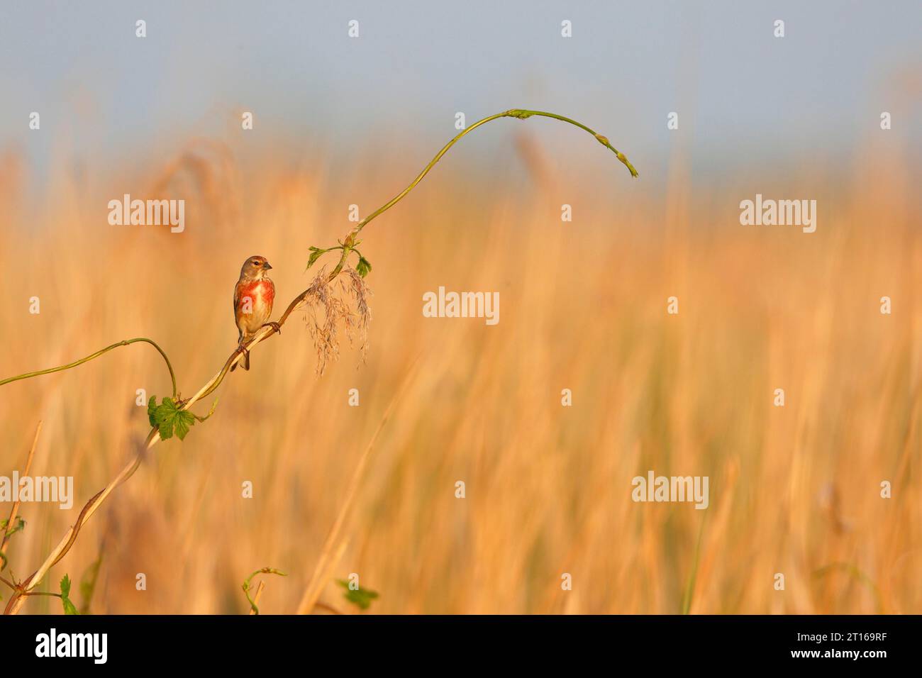Blood Linnet (Linaria cannabina), overview picture in the biotope ...