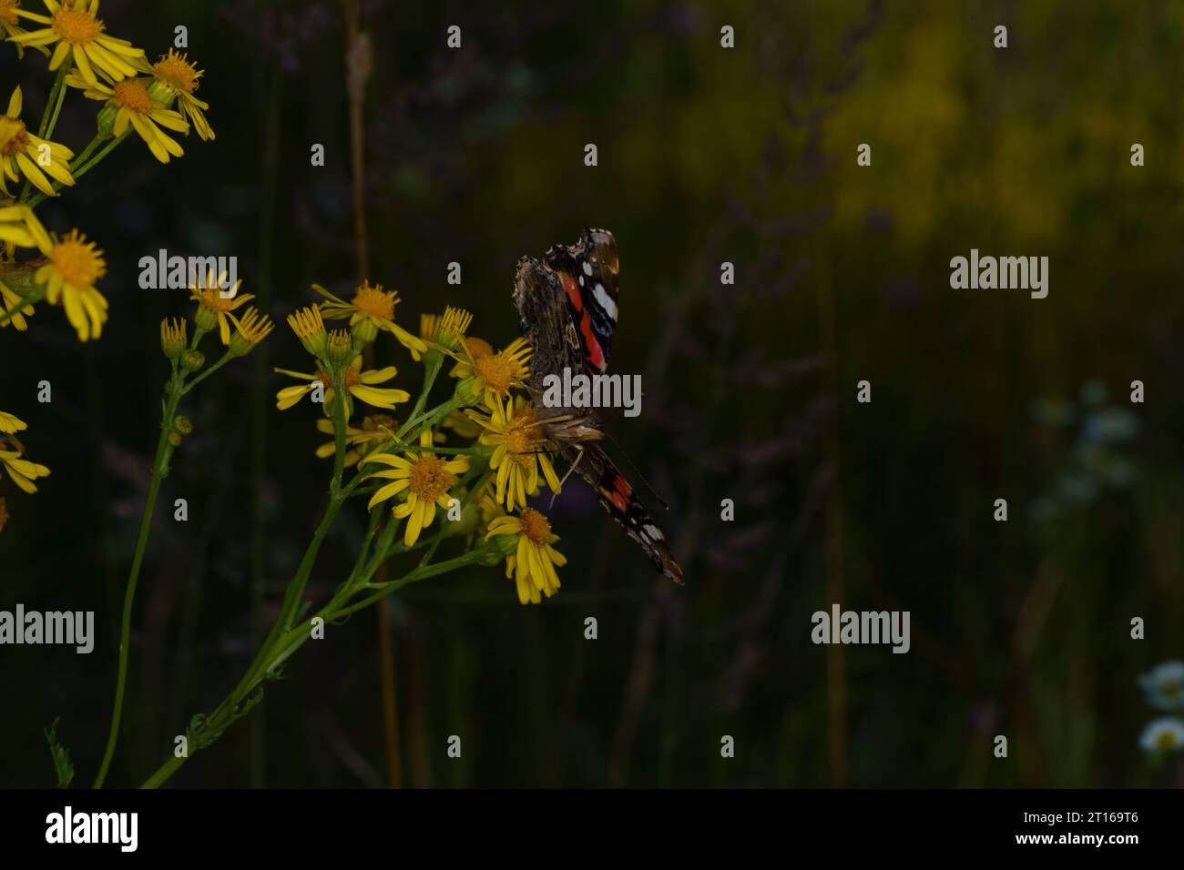Vanessa atalanta Family Nymphalidae Genus Vanessa Red admiral butterfly ...