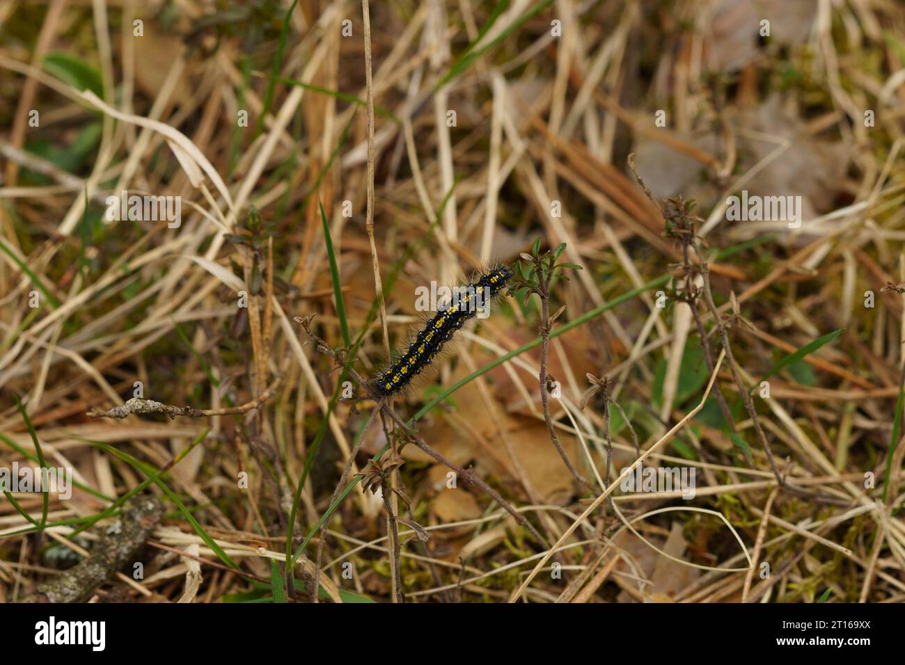 Callimorpha dominula Family Erebidae Genus Callimorpha Scarlet Tiger ...