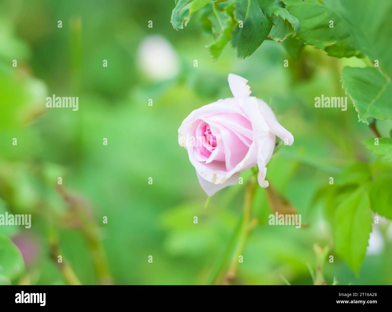 Summer nature details in countryside. Seasonal flowering of garden ...