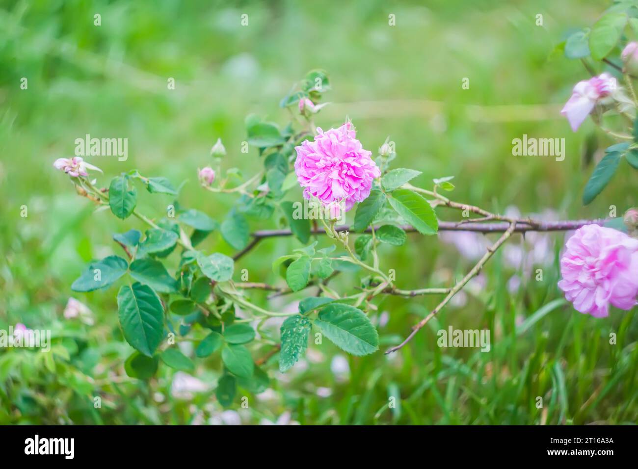 Summer nature details in countryside. Seasonal flowering of garden ...