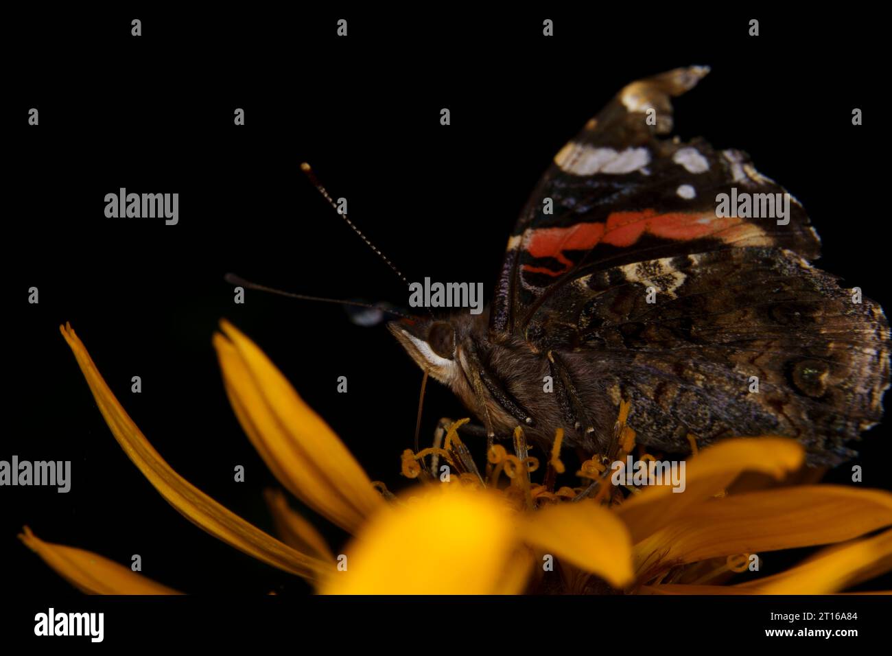 Vanessa atalanta Family Nymphalidae Genus Vanessa Red admiral butterfly ...