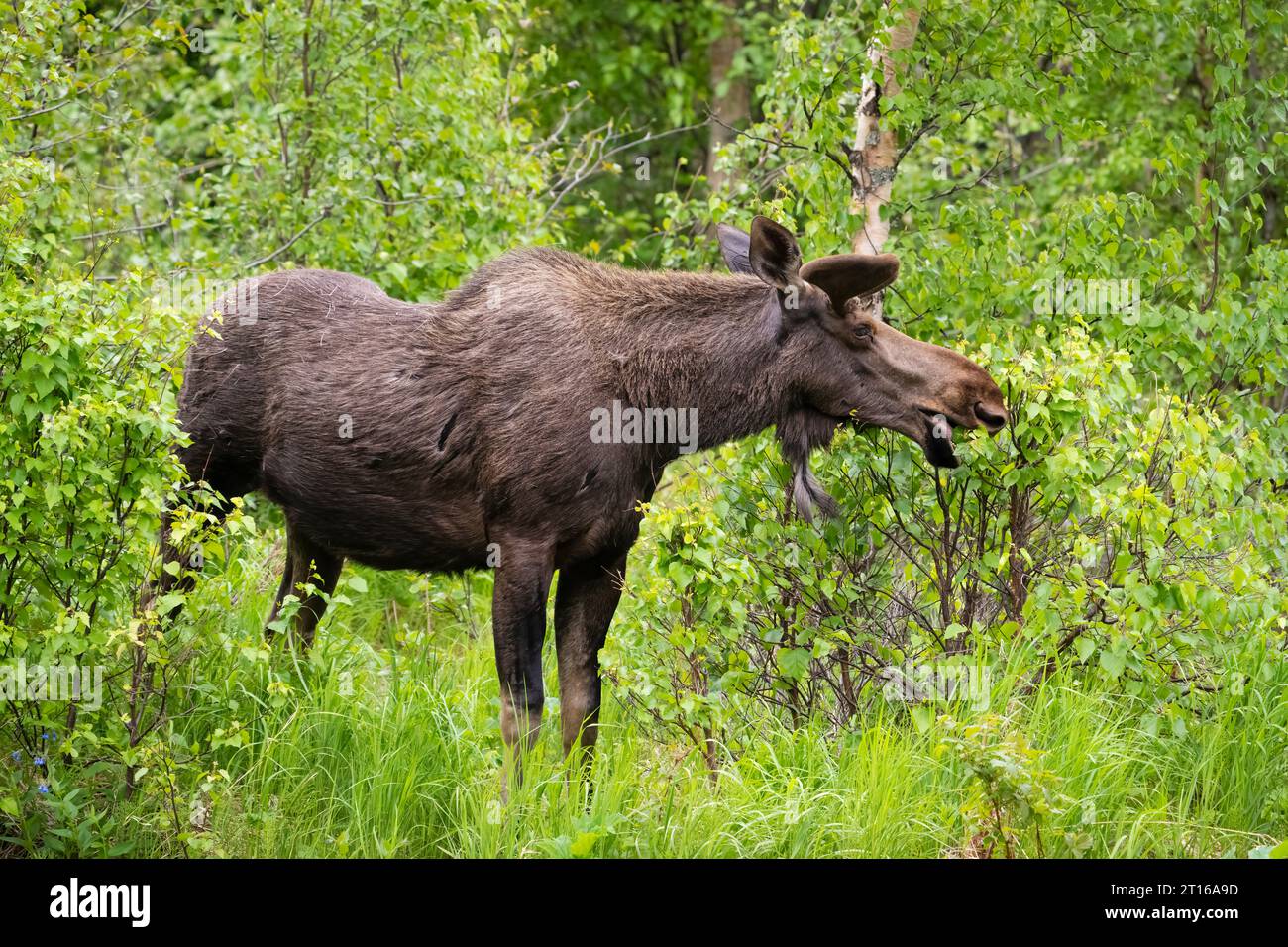 Bull moose foraging on hi-res stock photography and images - Alamy