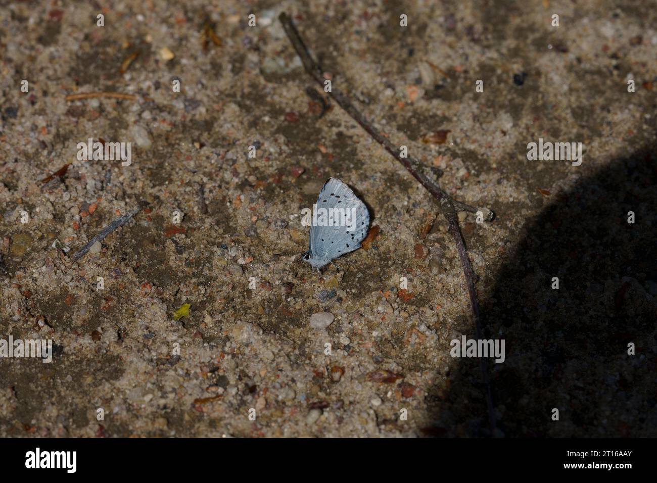 Celastrina argiolus Family Lycaenidae Genus Celastrina Holly Blue ...