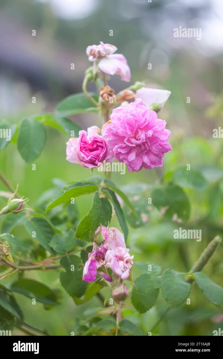 Summer nature details in countryside. Seasonal flowering of garden ...