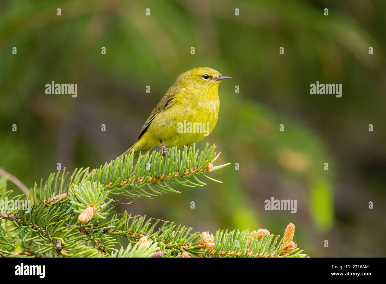Orange-crowned Warbler perched on tree in Southcentral Alaska Stock ...