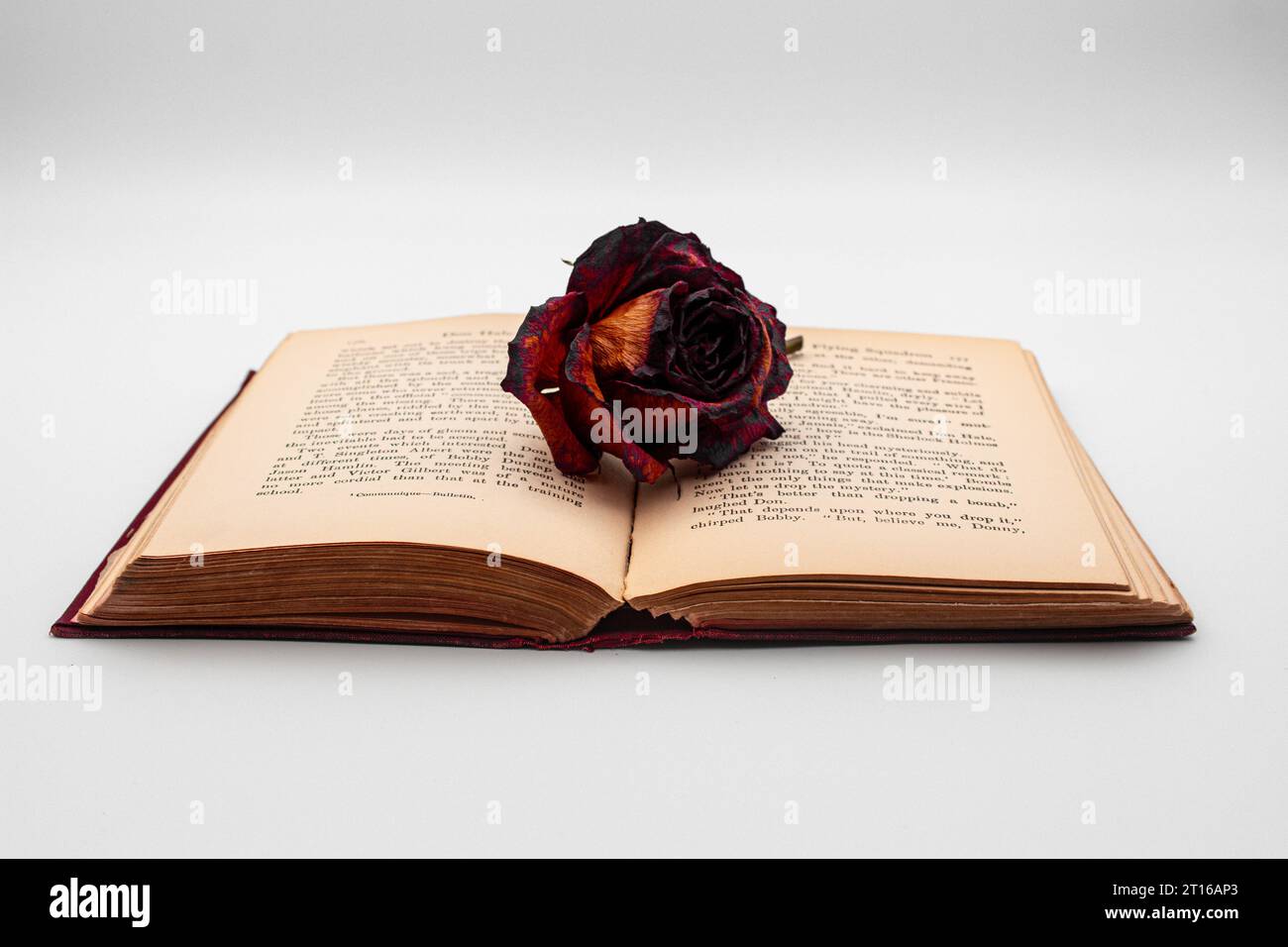 Dried rose on an open book, isolated on a white background Stock Photo ...