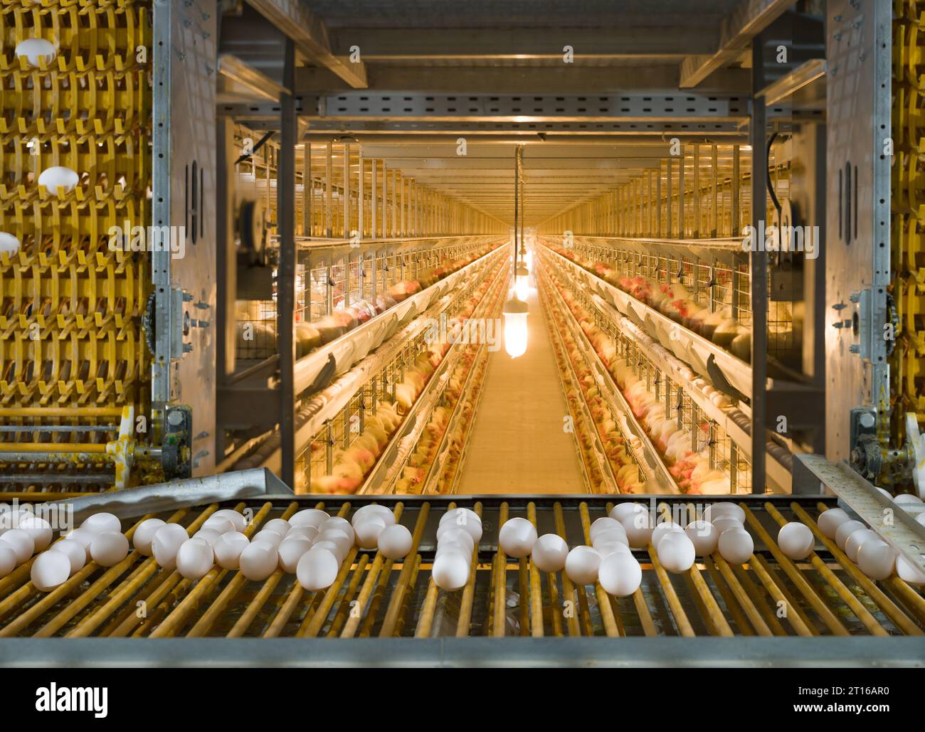 Waterfall type egg collection system. Fully automatic egg collection ... Waterfall type egg collection system. Fully automatic egg collection ...
