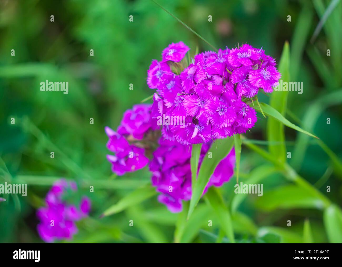Carnation flower. Summer nature details in countryside. Seasonal ...