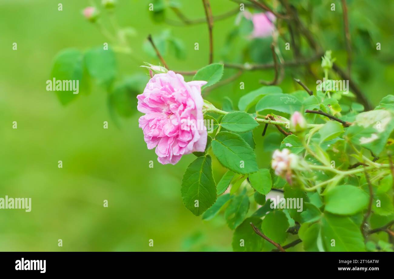 Summer nature details in countryside. Seasonal flowering of garden ...