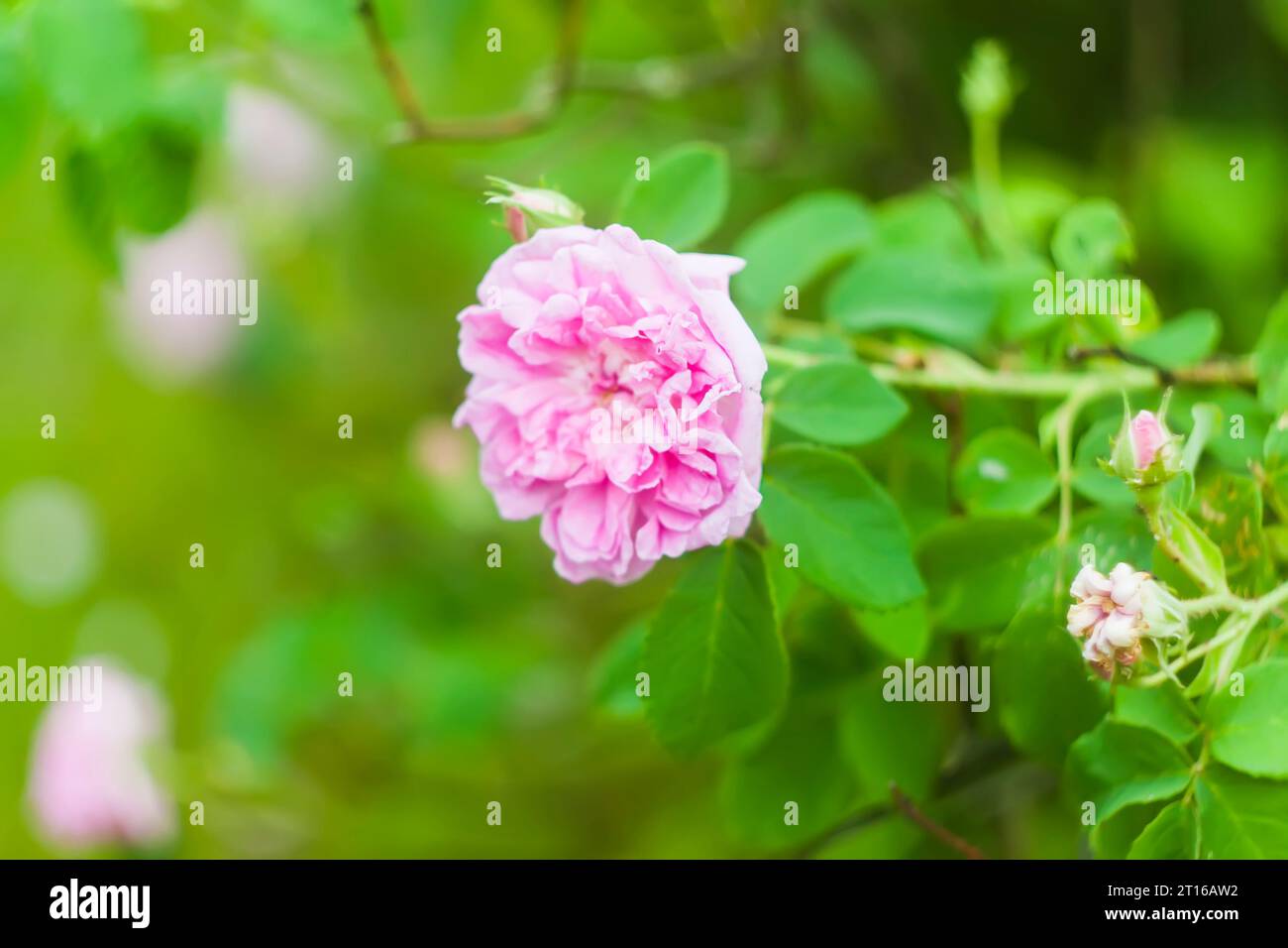 Summer nature details in countryside. Seasonal flowering of garden ...