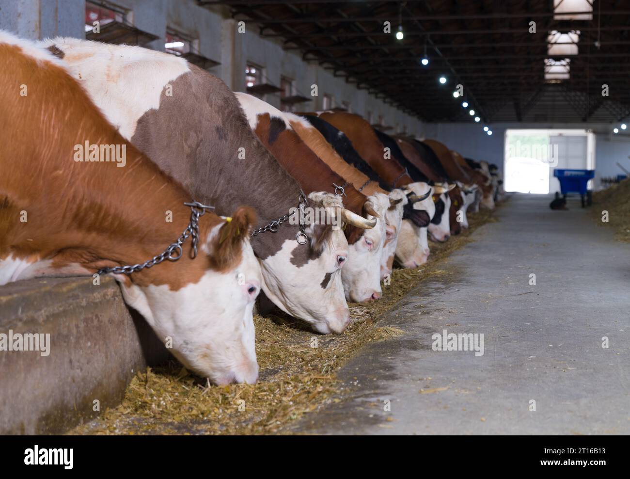 Cattle fed on the farm. Industrial closed system fattening farm. Cows ...