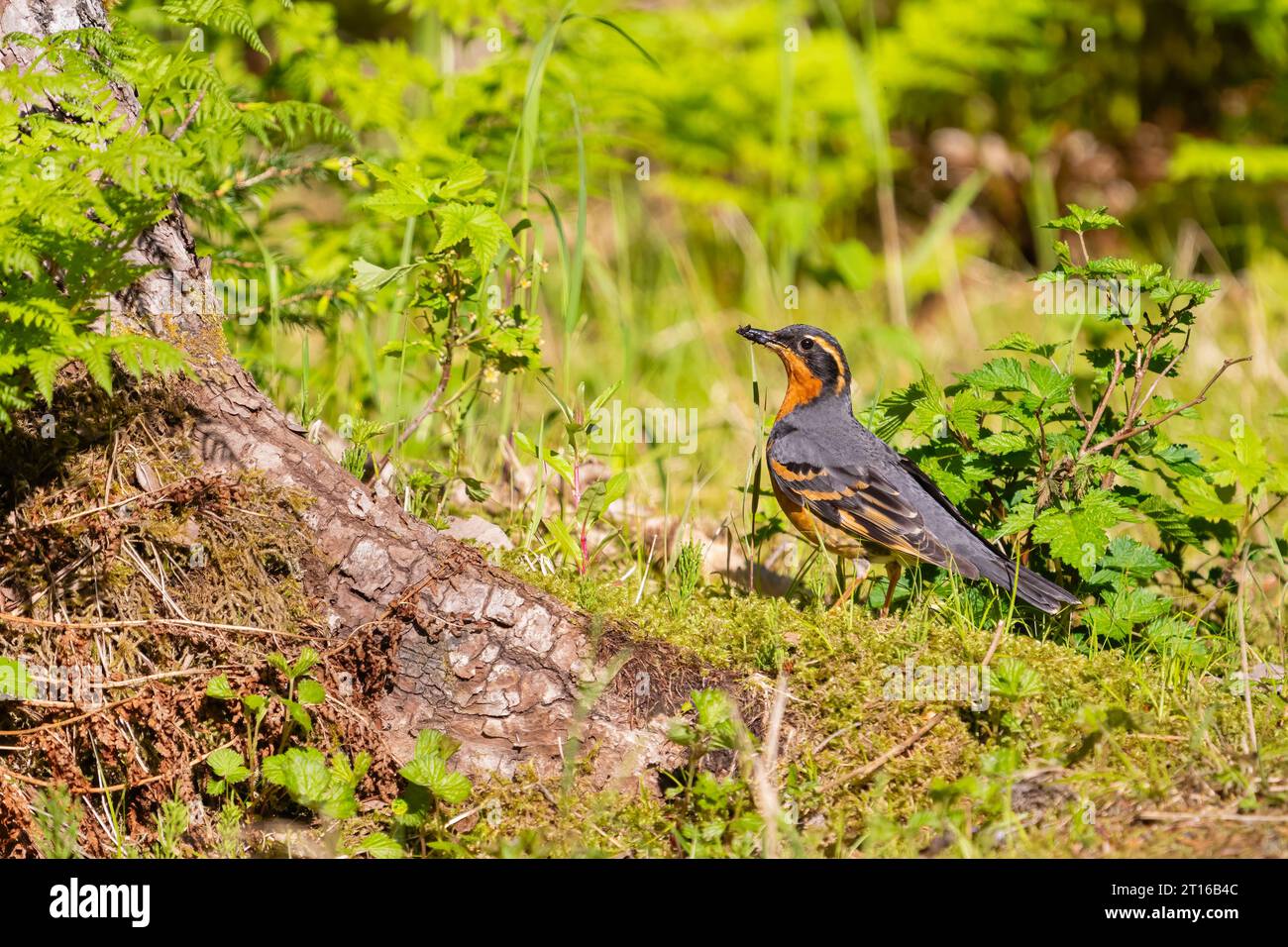 Varied Thrush foraging for insects in Southcentral Alaska Stock Photo ...