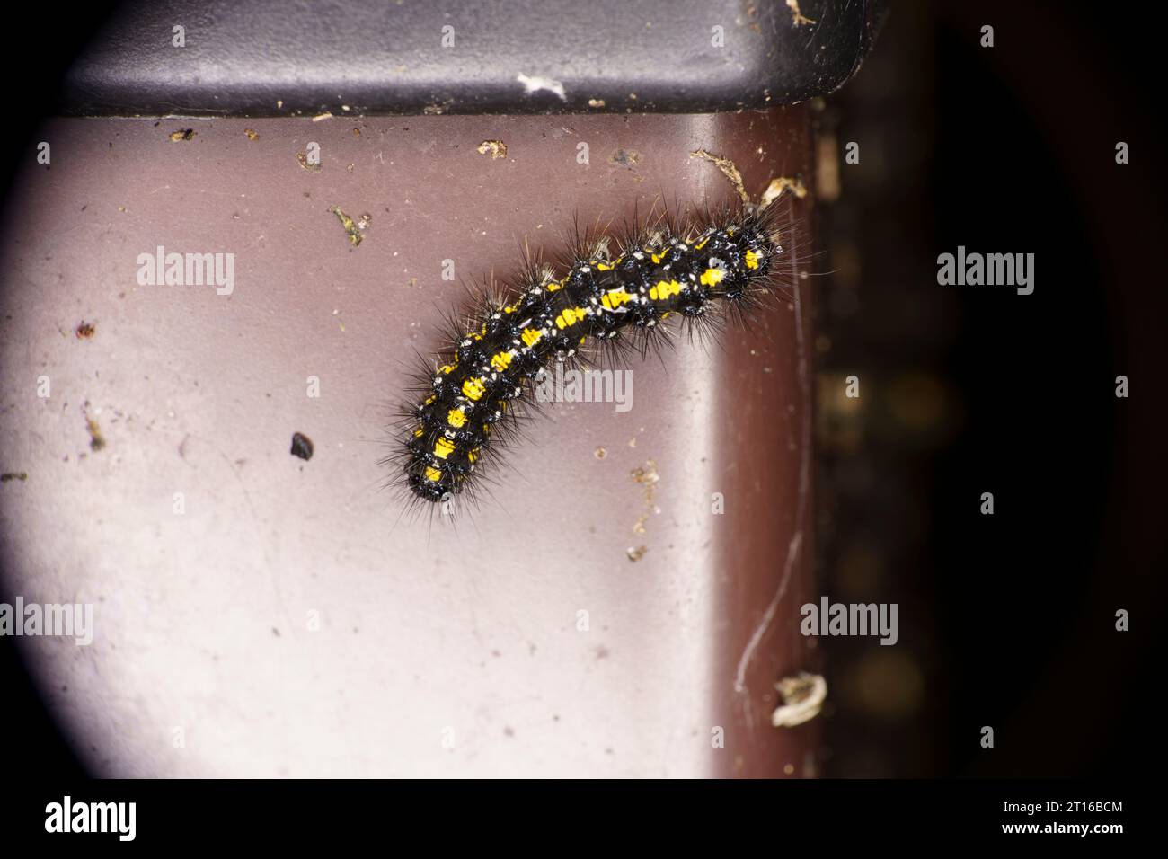 Callimorpha dominula Family Erebidae Genus Callimorpha Scarlet Tiger ...