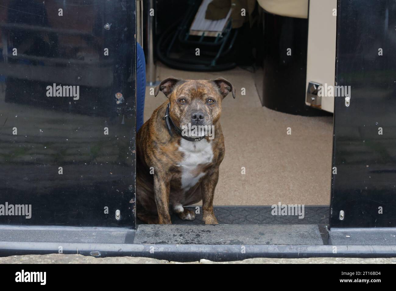 a small dog sat on a barge Stock Photo - Alamy