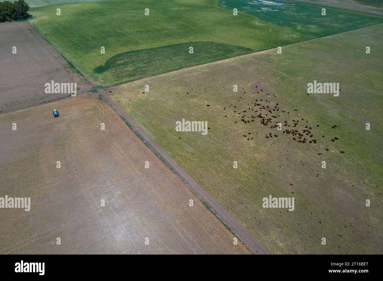 Cattle in Argentine countryside, La Pampa Province, Patagonia ...