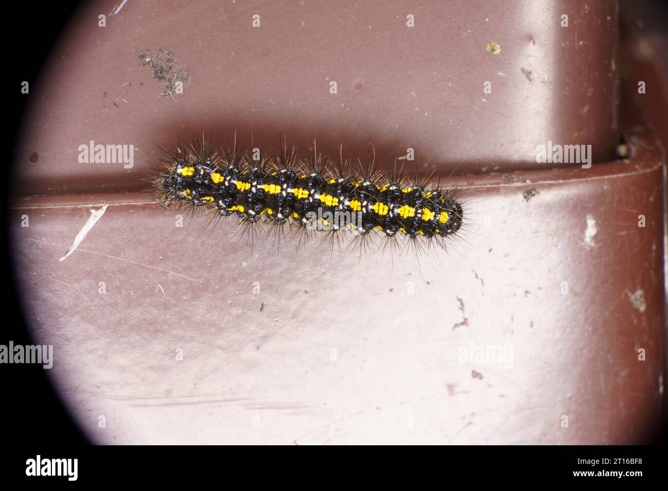 Callimorpha dominula Family Erebidae Genus Callimorpha Scarlet Tiger ...