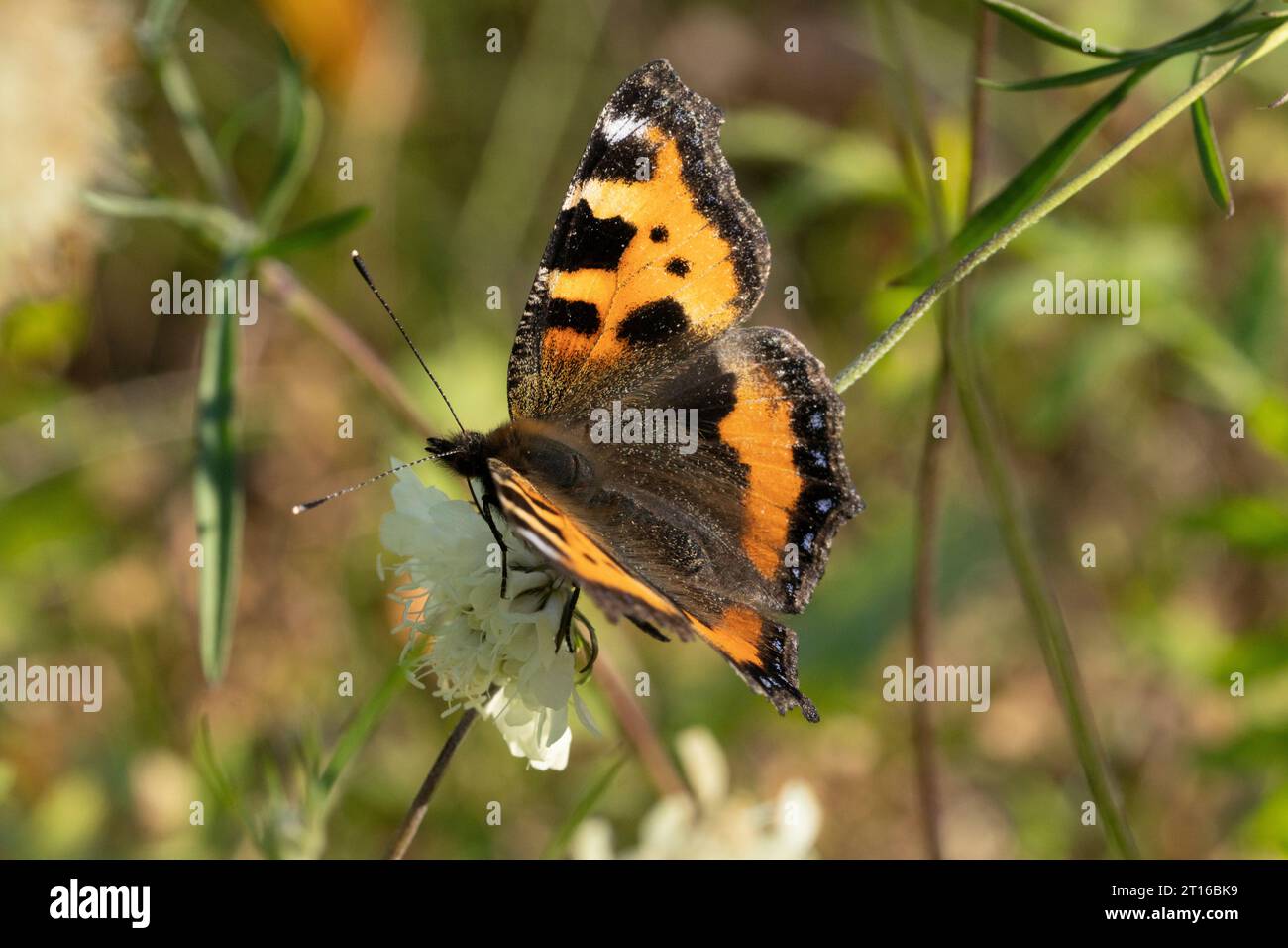 Aglais urticae Family Nymphalidae Genus Aglais Small tortoiseshell ...