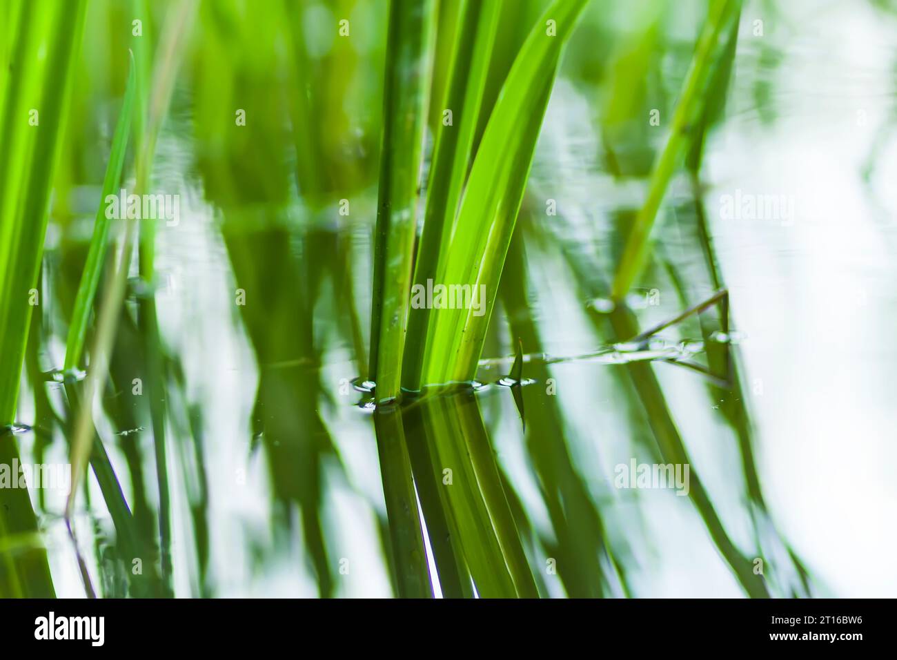 Sedge water plants reflecting in water Stock Photo - Alamy