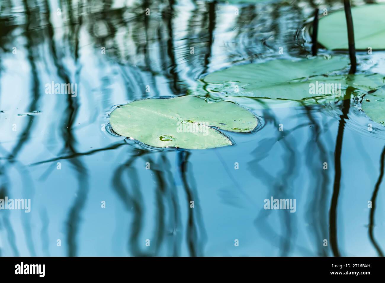 Sedge water plants reflecting in water Stock Photo - Alamy