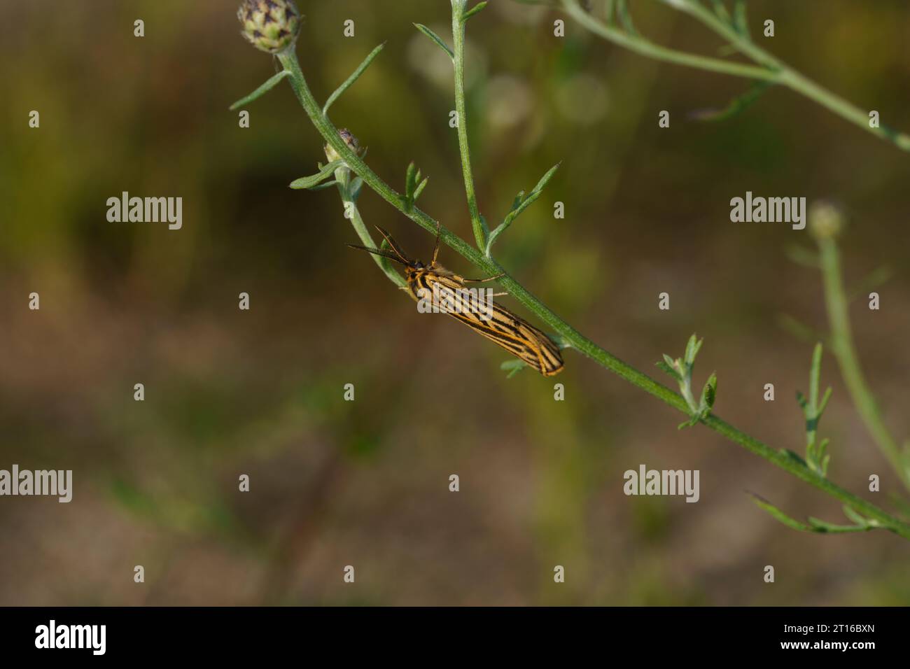 Spiris striata Family Erebidae Genus Spiris Feathered footman moth wild ...
