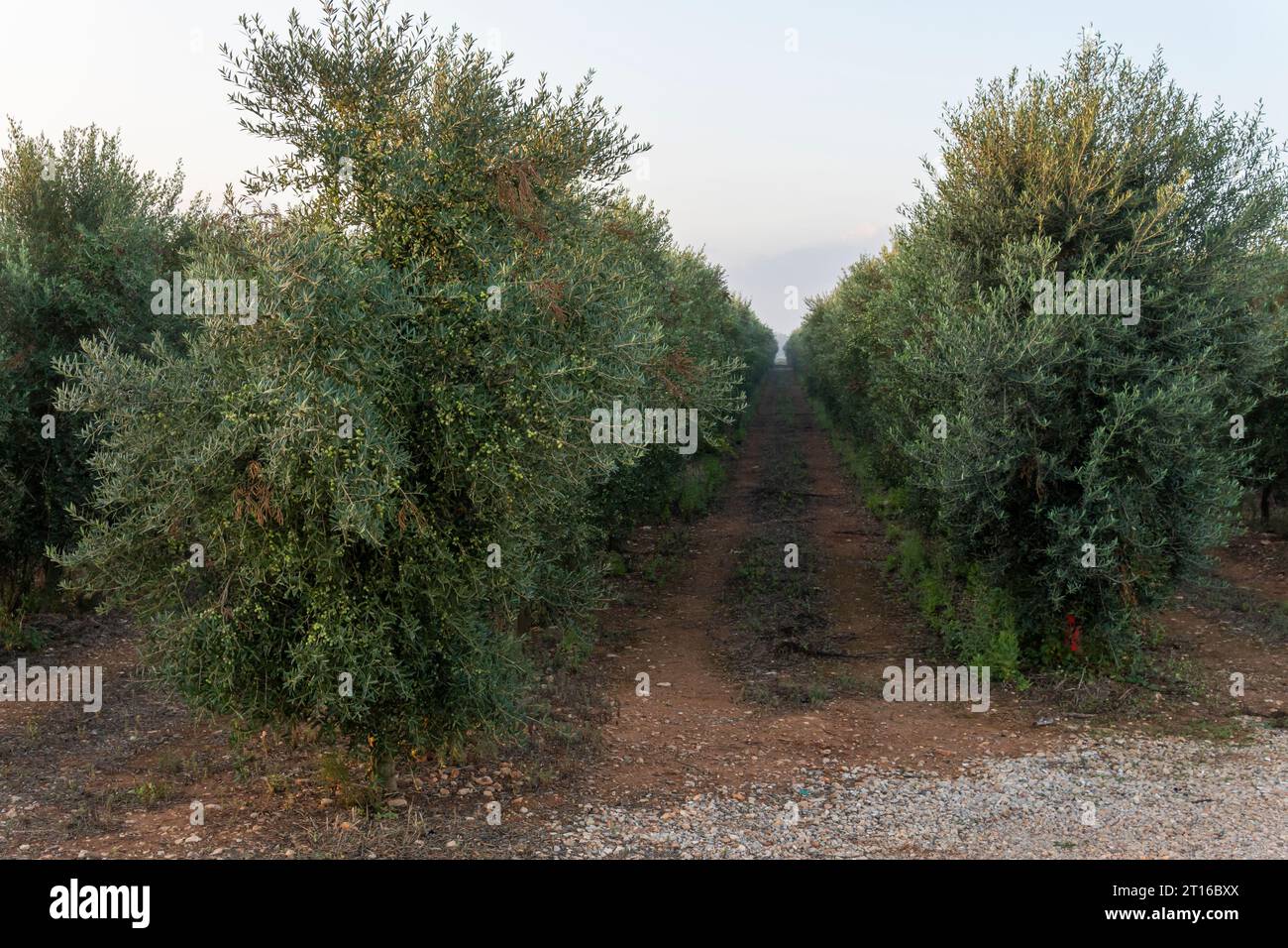 Olive tree crop, Olea europea, at sunrise in the interior of the island ...