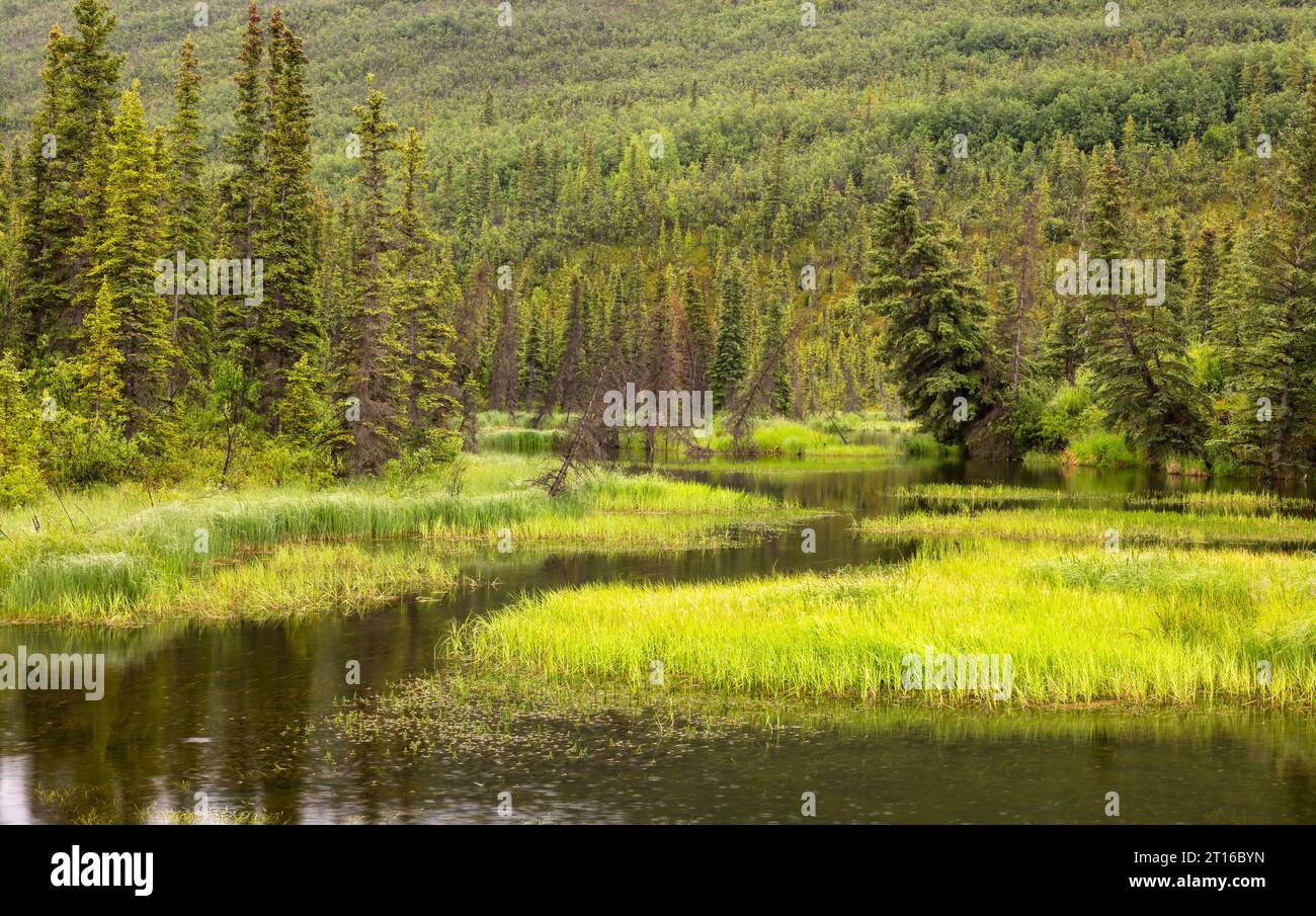 Lush summer greens surround this marsh in Wrangell-St. Elias National ...