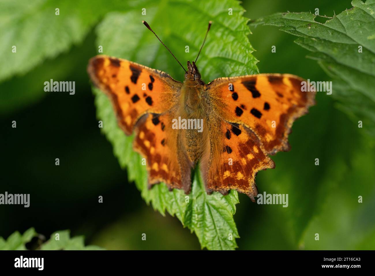 Polygonia c-album Family Nymphalidae Genus Polygonia Comma butterfly ...