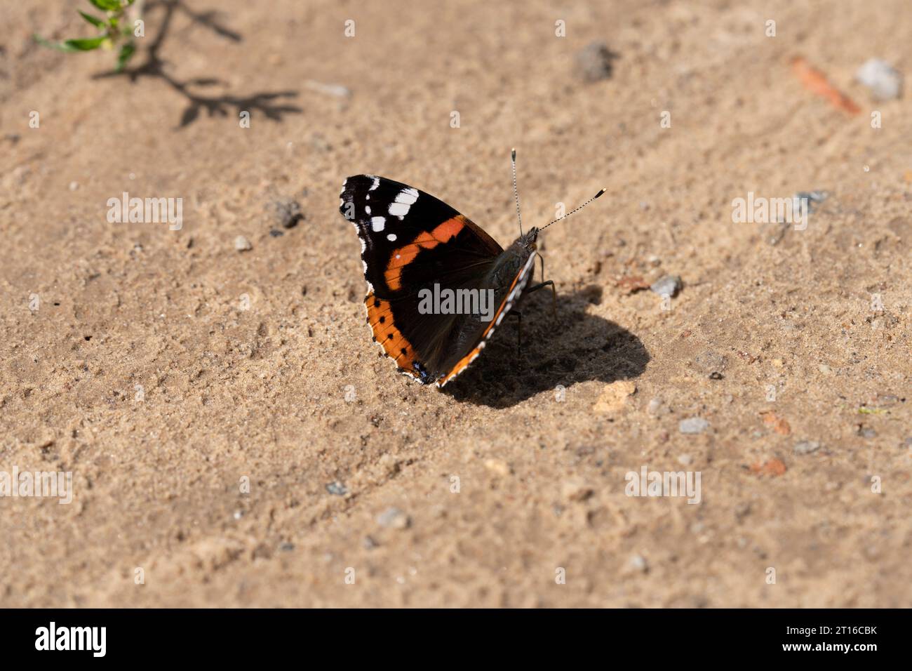 Vanessa atalanta Family Nymphalidae Genus Vanessa Red admiral butterfly ...